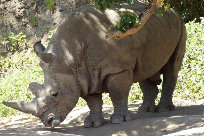 Experience our redwoods and wild Safari outdoor adventure - Key Points