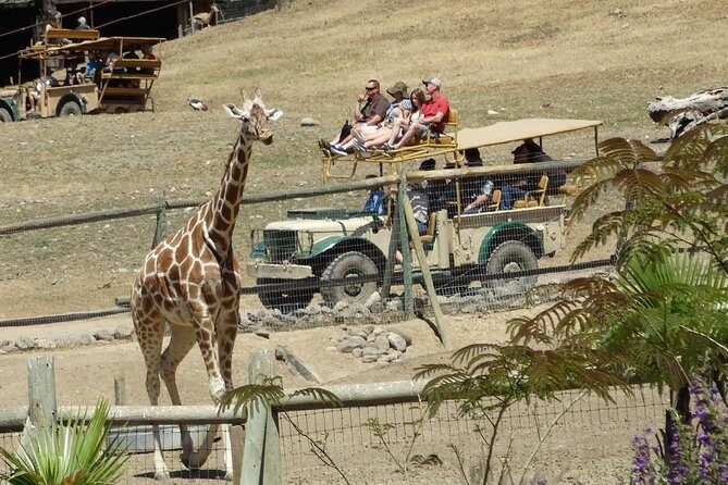 Experience our redwoods and wild Safari outdoor adventure - Planning Your Day