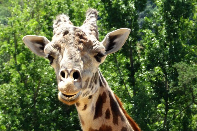 Experience our redwoods and wild Safari outdoor adventure - FAQ