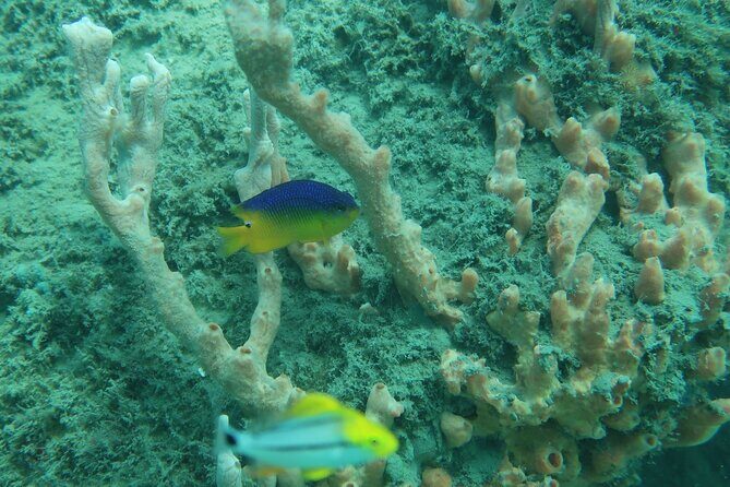 Experience Peanut Island Adventures - FAQ