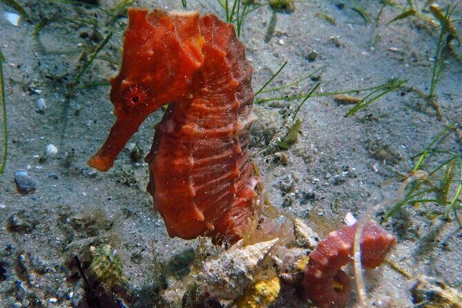 Experience Peanut Island Adventures with Go Pro - Who Should Consider This Tour?