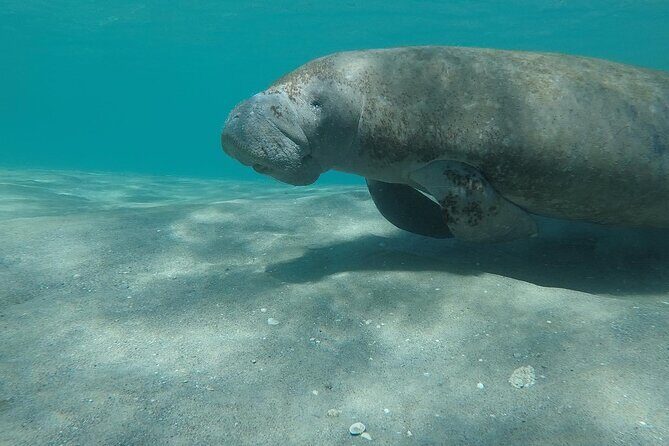 Experience Peanut Island Adventures with Go Pro - FAQ