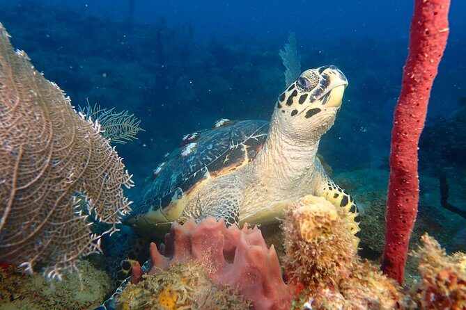 Experience Scuba Diving / NO certification Needed - Introduction