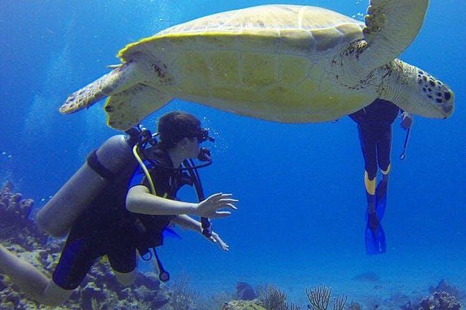 Experience Scuba Diving / NO certification Needed - What Makes This Tour Stand Out?