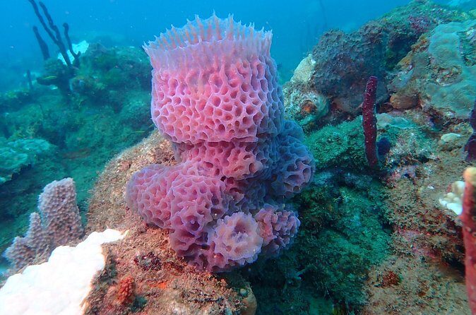 Experience Scuba Diving / NO certification Needed - Equipment and Safety