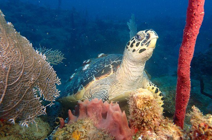 Experience Scuba Diving / NO certification Needed - The Sum Up