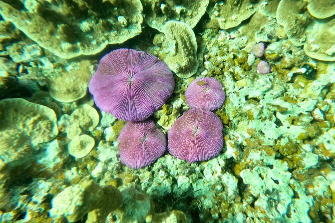Experience Scuba Diving - No Certification Needed! - FAQ