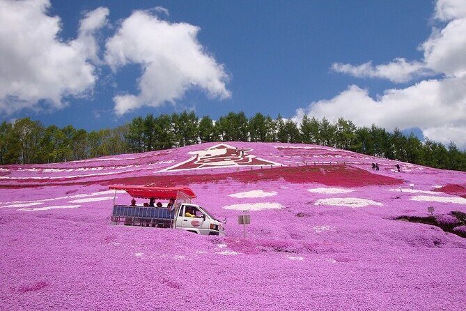 Experience Shibazakura and Kamiyubetsu Tulips in 2 days - The Experience: Pros and Cons