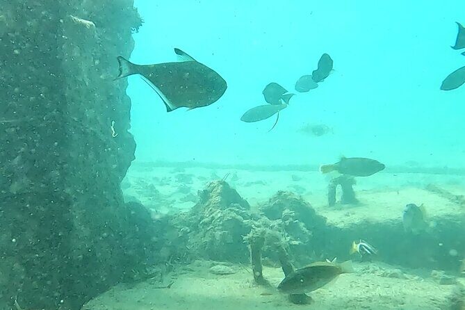 Experience Snorkeling in Sanur - What’s Included and Excluded