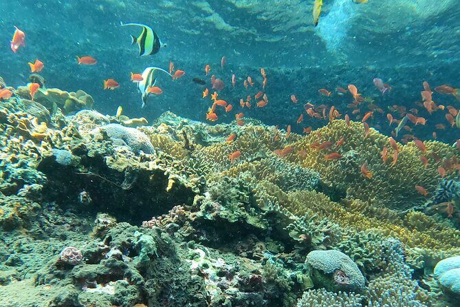 Experience Snorkeling in Sanur - Authenticity and Customer Feedback