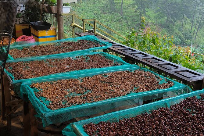 Experience Specialty Coffee with Sustainable Coffee Farmers - Key Points