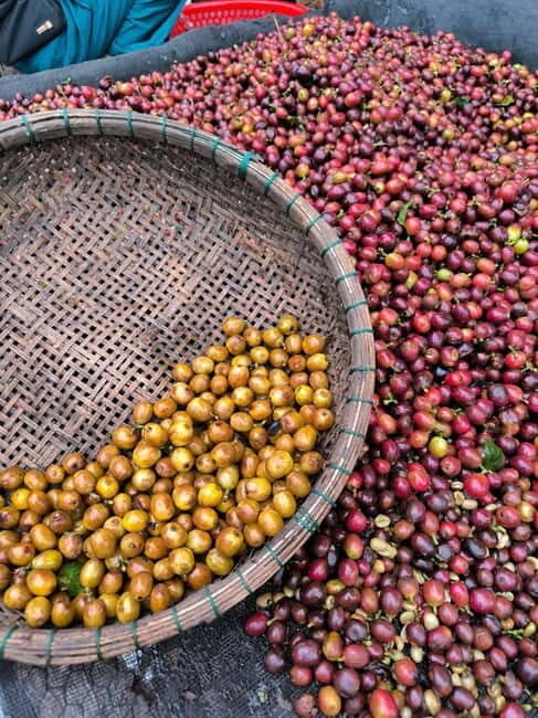 Experience specialty coffee with sustainable coffee farmers - Experience Specialty Coffee with Sustainable Coffee Farmers: A Deep Dive in Da Lat