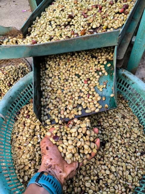 Experience specialty coffee with sustainable coffee farmers - The Sum Up: Who Is This Tour For?
