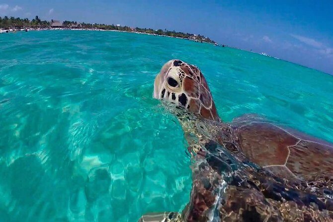Experience swimming with turtles and explore the ruins of Tulum. Lunch included. - An Introduction to the Tour Experience