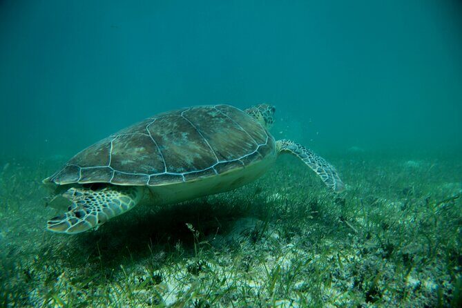 Experience swimming with turtles and explore the ruins of Tulum. Lunch included. - Past Travelers’ Perspectives