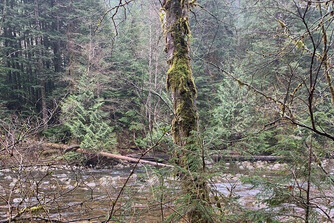 Experience the Beauty of Vancouvers Forests by Bike/E-Bike - What the Tour Includes and How It’s Organized