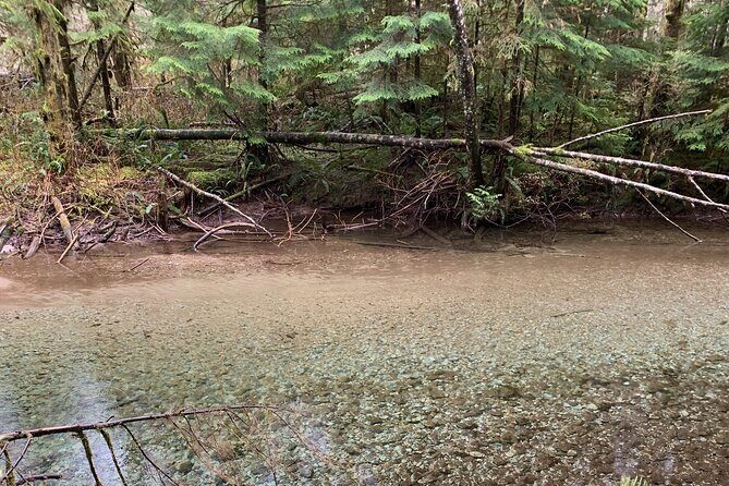 Experience the Beauty of Vancouvers Forests by Bike/E-Bike - What Reviewers Say