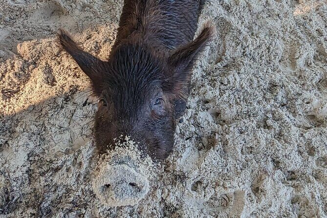 Experience The Eleutheras and Pink Sands Beach - An In-Depth Look at the Itinerary