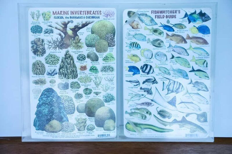 Experience the Exciting Caribbean Underwater World - FAQ