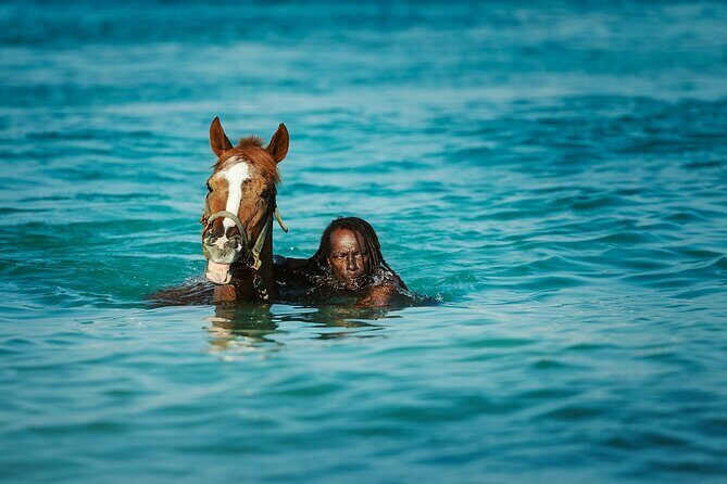 Experience the Swimming Horses at Carlisle Bay & the Garrison - Key Points