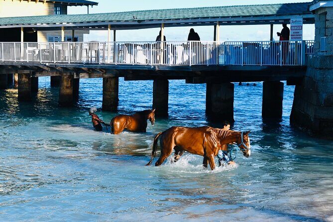 Experience the Swimming Horses at Carlisle Bay & the Garrison - The Itinerary in Detail: What to Expect