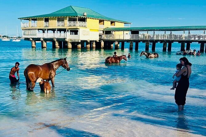 Experience the Swimming Horses at Carlisle Bay & the Garrison - Practical Tips for Travelers