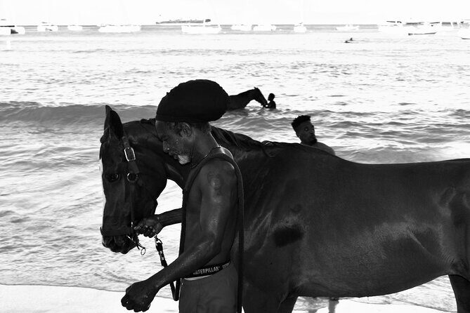 Experience the Swimming Horses at Carlisle Bay & the Garrison - The Sum Up: Who Will Love This Tour?