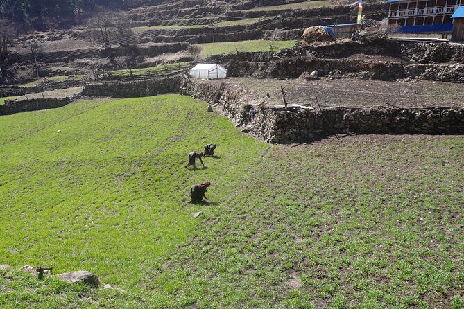 Experience the Thrill of a Lifetime:12-Days Manaslu Circuit trek - FAQ