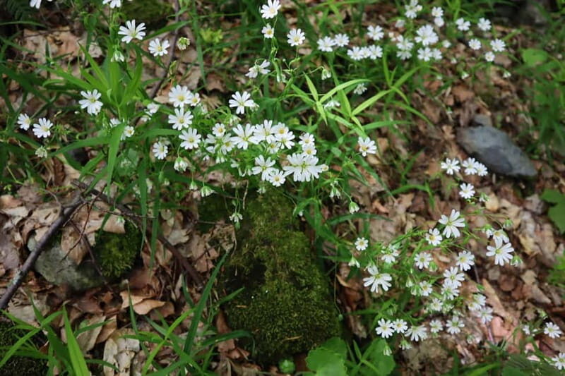 Experience Vitosha Mountain, a private hiking tour - The Experience of a Private Guided Hike