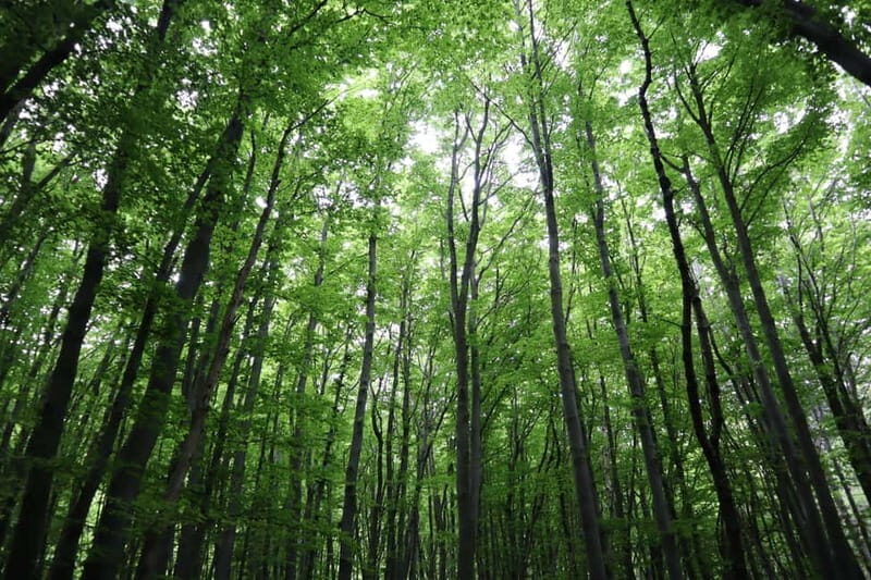 Experience Vitosha Mountain, a private hiking tour - The Cost and Value