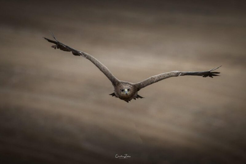 Experience with birds of prey in Tuscany - Final Thoughts