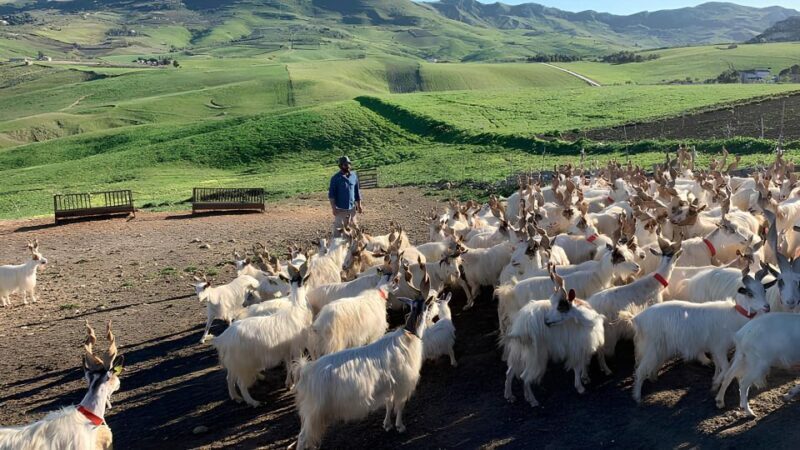 Experience with Girgentan goats in Agrigento - Final Thoughts
