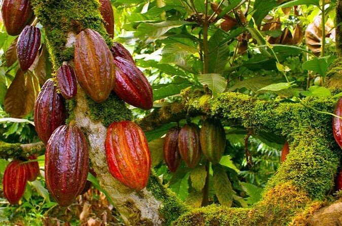 Experiencia cultural de Medio Día en Punta Cana - Who Should Consider This Tour?