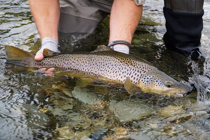 Expert Fly Fishing Adventures with Matt Butler from Te Anau - Who Should Consider This Tour?