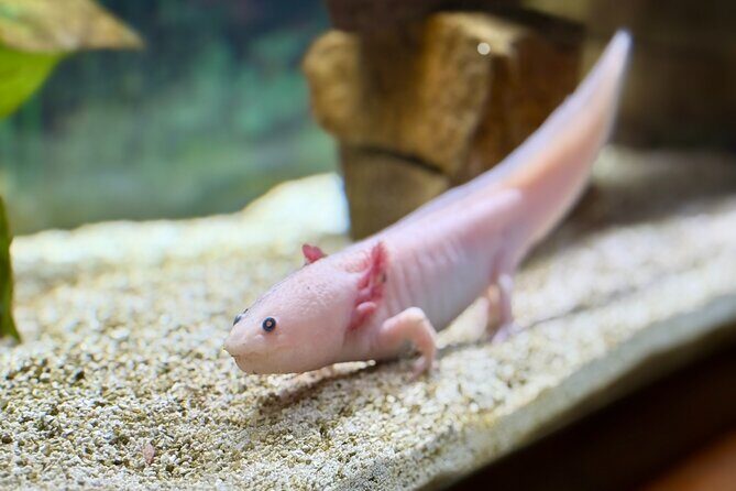 Explora Admission - What is Explora? A Closer Look