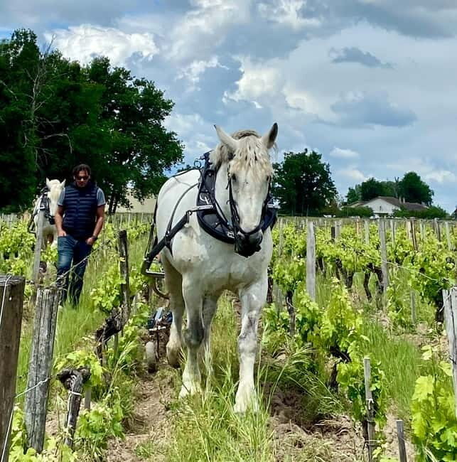 Exploration Oenologique au Château Labrie St Emilion GC - FAQ