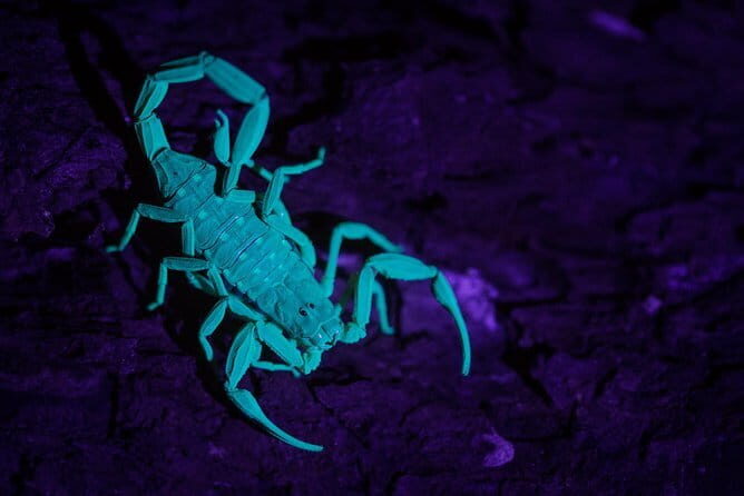 Explore a Rainforest teeming with Wildlife at Night! - FAQs