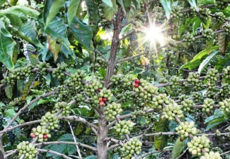 Explore Bangli: Traditional Market,Village,School & Coffee. - Who Should Sign Up?