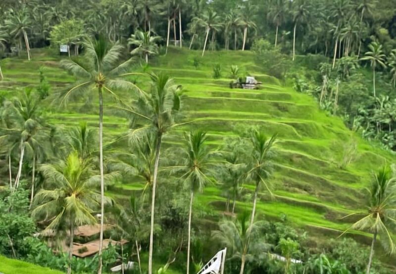 Explore Bangli: Traditional Market,Village,School & Coffee. - The Sum Up