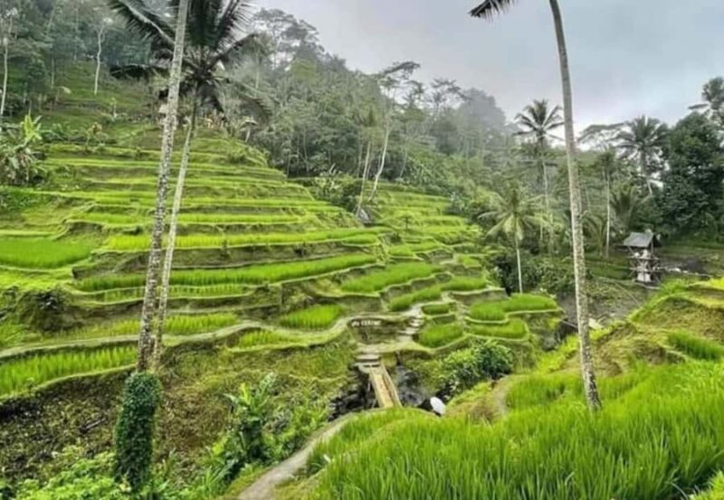 Explore Bangli: Traditional Market,Village,School & Coffee. - FAQ