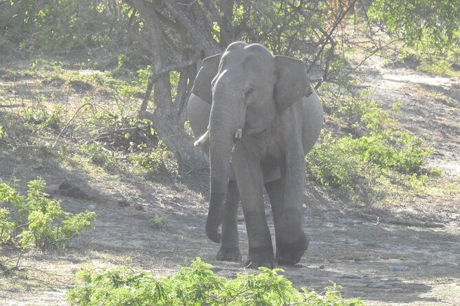 Explore Beauty Of Yala (Ruhuna) National Park From South Coast in One Day. - The Practicalities: Timing, Transportation, and Group Size