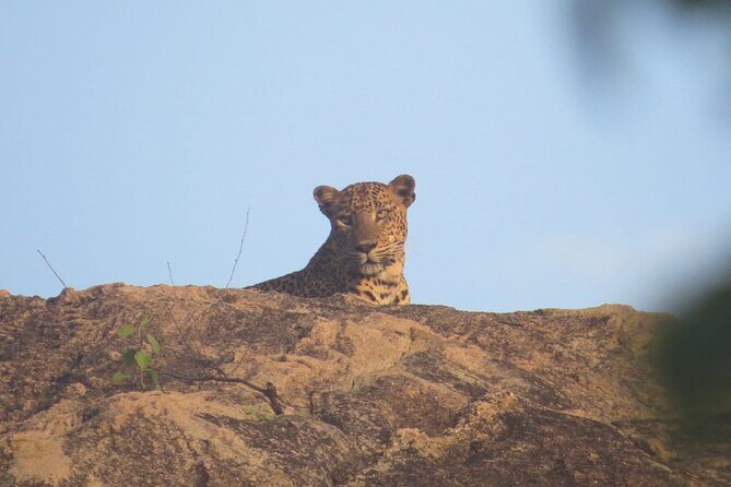 Explore Beauty Of Yala (Ruhuna) National Park From South Coast in One Day. - Final Thoughts: Who Is This Tour Best For?