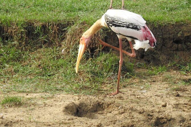 Explore Beauty Of Yala (Ruhuna) National Park From South Coast in One Day. - FAQs