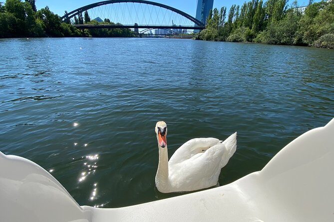 Explore Bird & Marine Wildlife private Boat Tour in English - Discovering Frankfurt from the Water: A Deep Dive