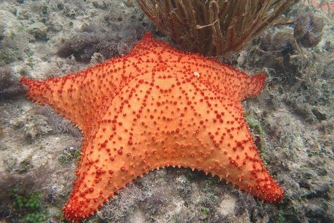 Explore Contoy Island - What We Like About This Tour