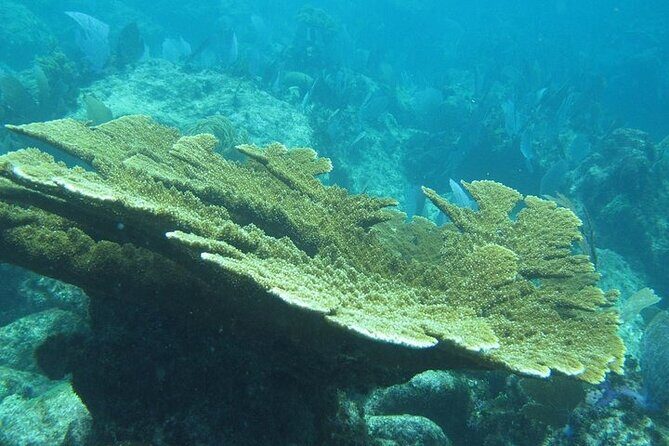 Explore Contoy Island - FAQ
