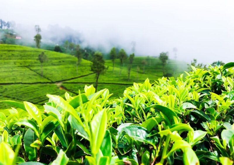 Explore Countryside of Nuwara Eliya by Tuk-Tuk - Key Points