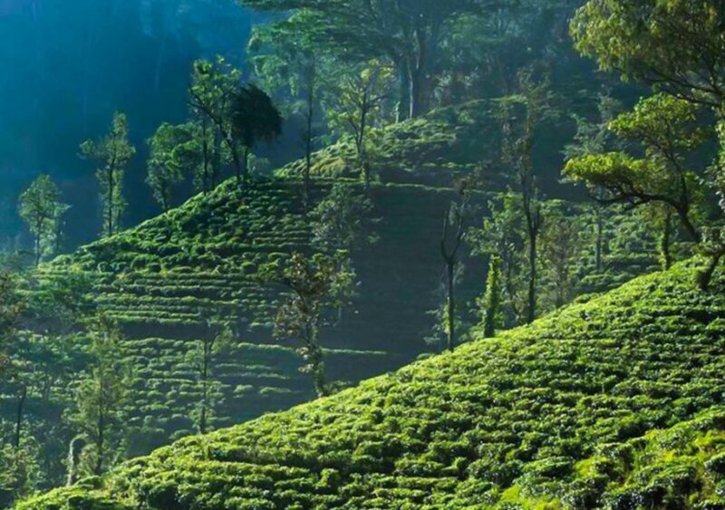 Explore Countryside of Nuwara Eliya by Tuk-Tuk - The Itinerary — What You Can Expect