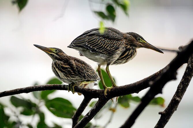 Explore Cuc Phuong National Park: A Guided Trekking Adventure - Why This Tour Offers Good Value