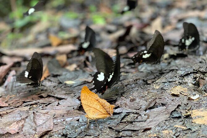 Explore Cuc Phuong National Park: A Guided Trekking Adventure - Final Words
